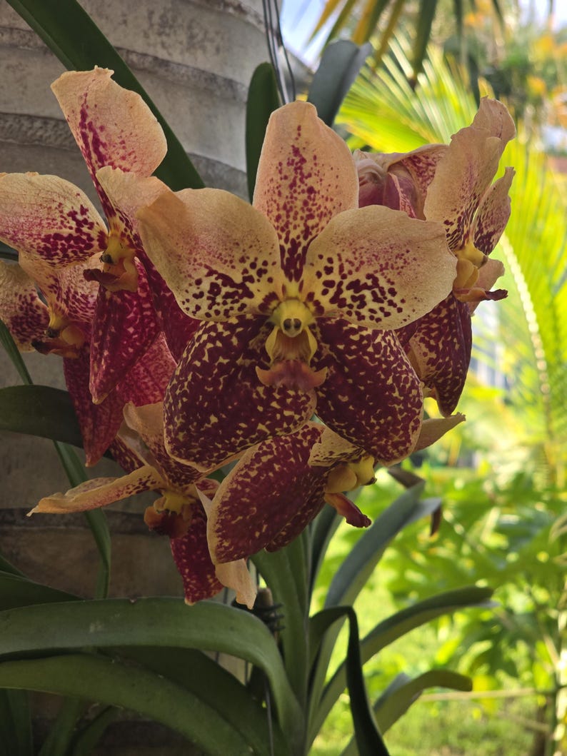 Orchidée Vanda à taches jaunes et marron (pot de 5 cm) – Orchidée ...