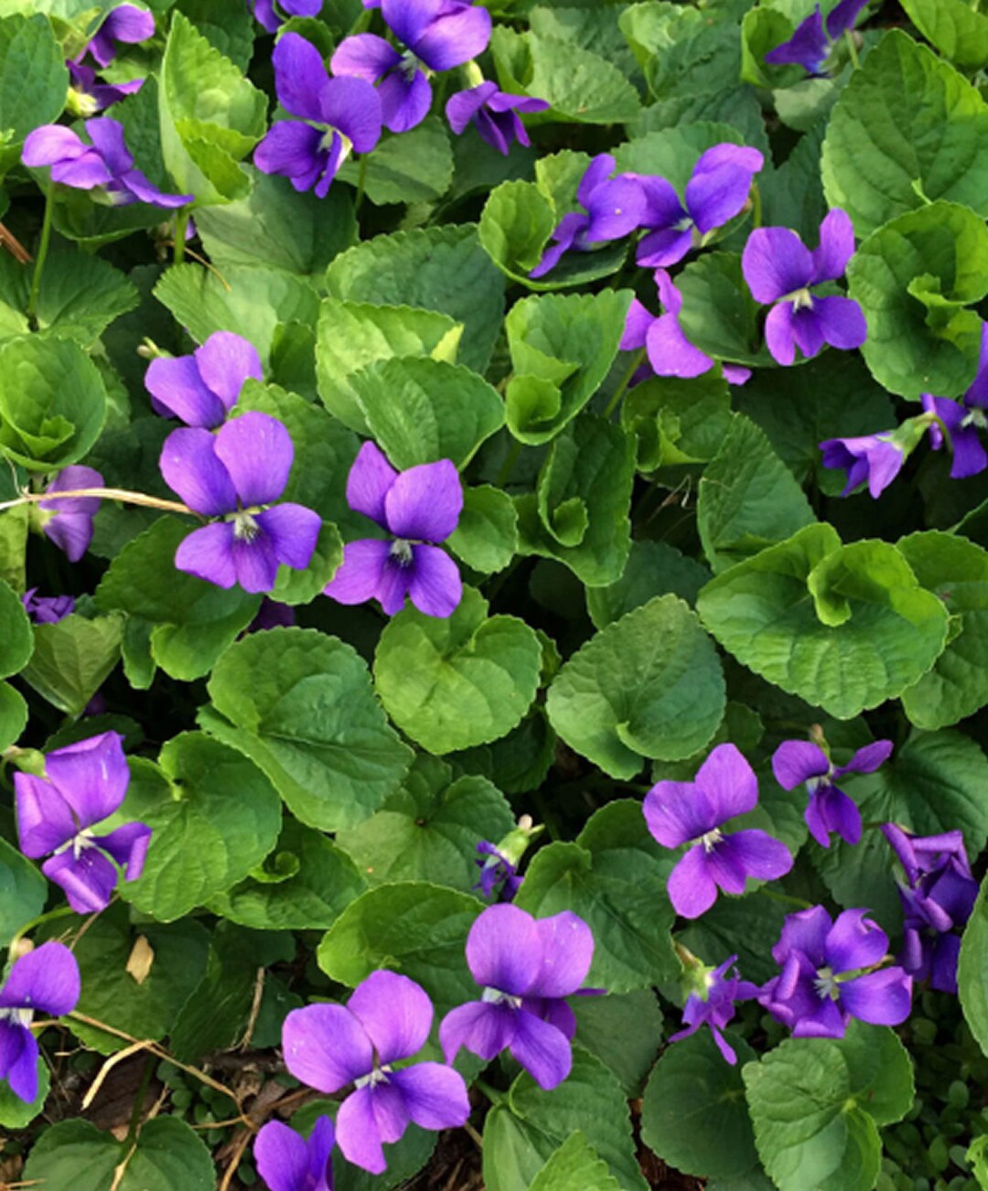 20 SWEET VIOLETS PLANTS, Fresh Cornish Violet Plants - Viola Odorata ...