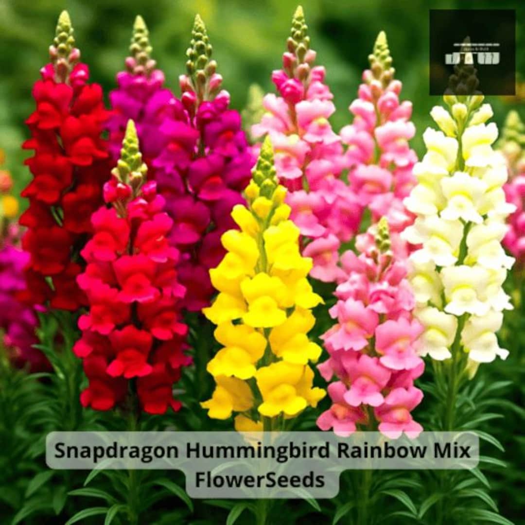 Rainbow Snapdragon Mix Flower Seeds: Fragrant Hummingbird Garden ...
