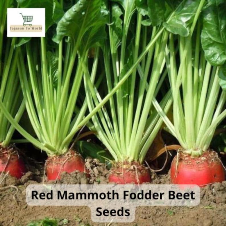 Red Mammoth Fodder Beet Seeds: Heirloom Non-gmo - Etsy