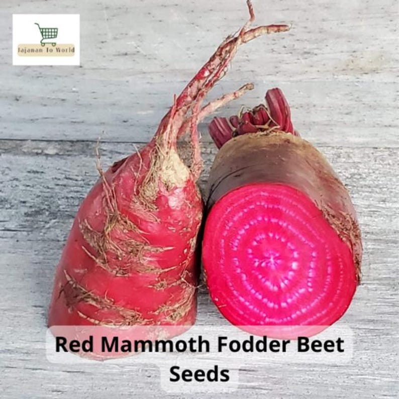 Red Mammoth Fodder Beet Seeds: Heirloom Non-gmo - Etsy