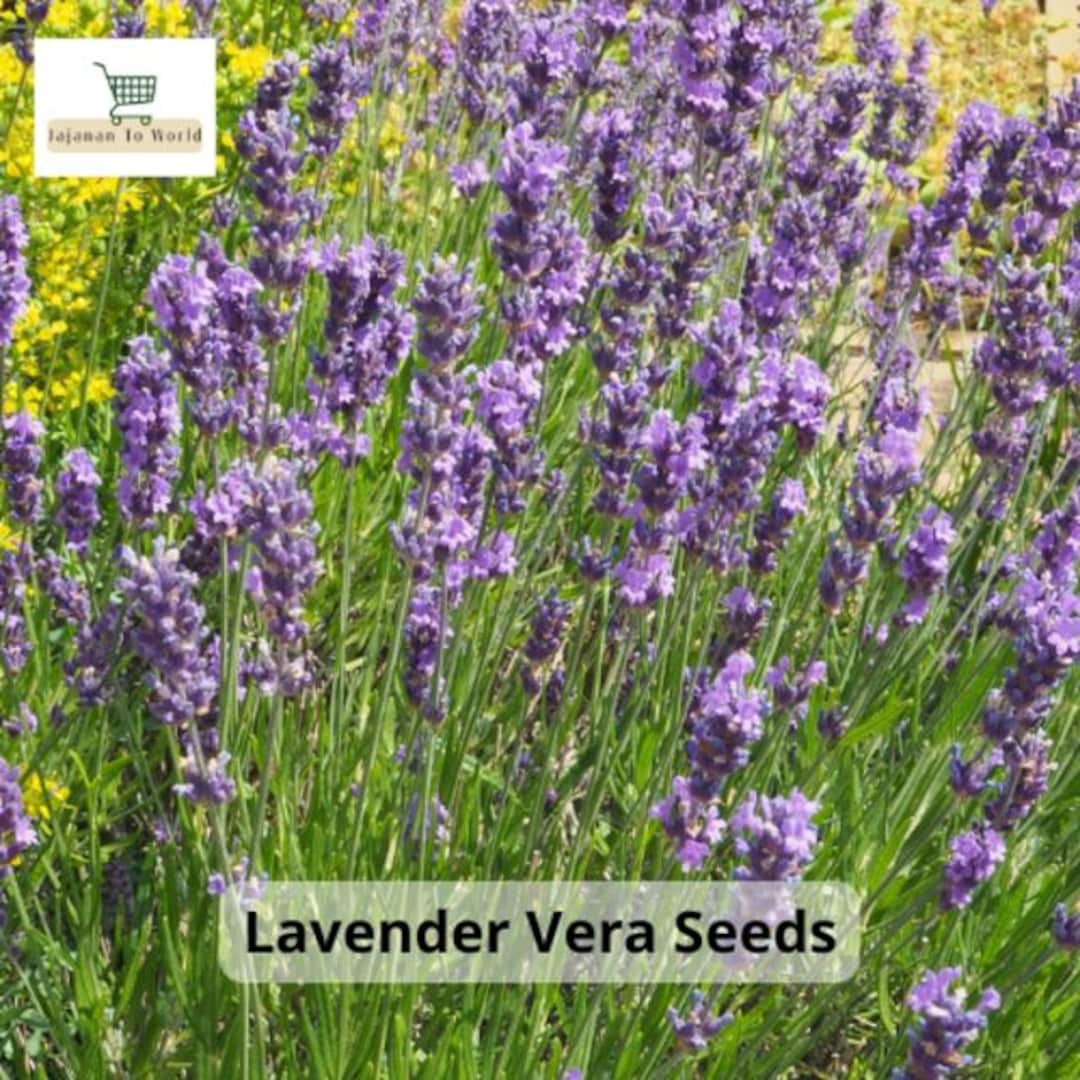 Lavender Vera Seeds: Lavandula Angustifolia | Aromatic & Culinary Uses ...