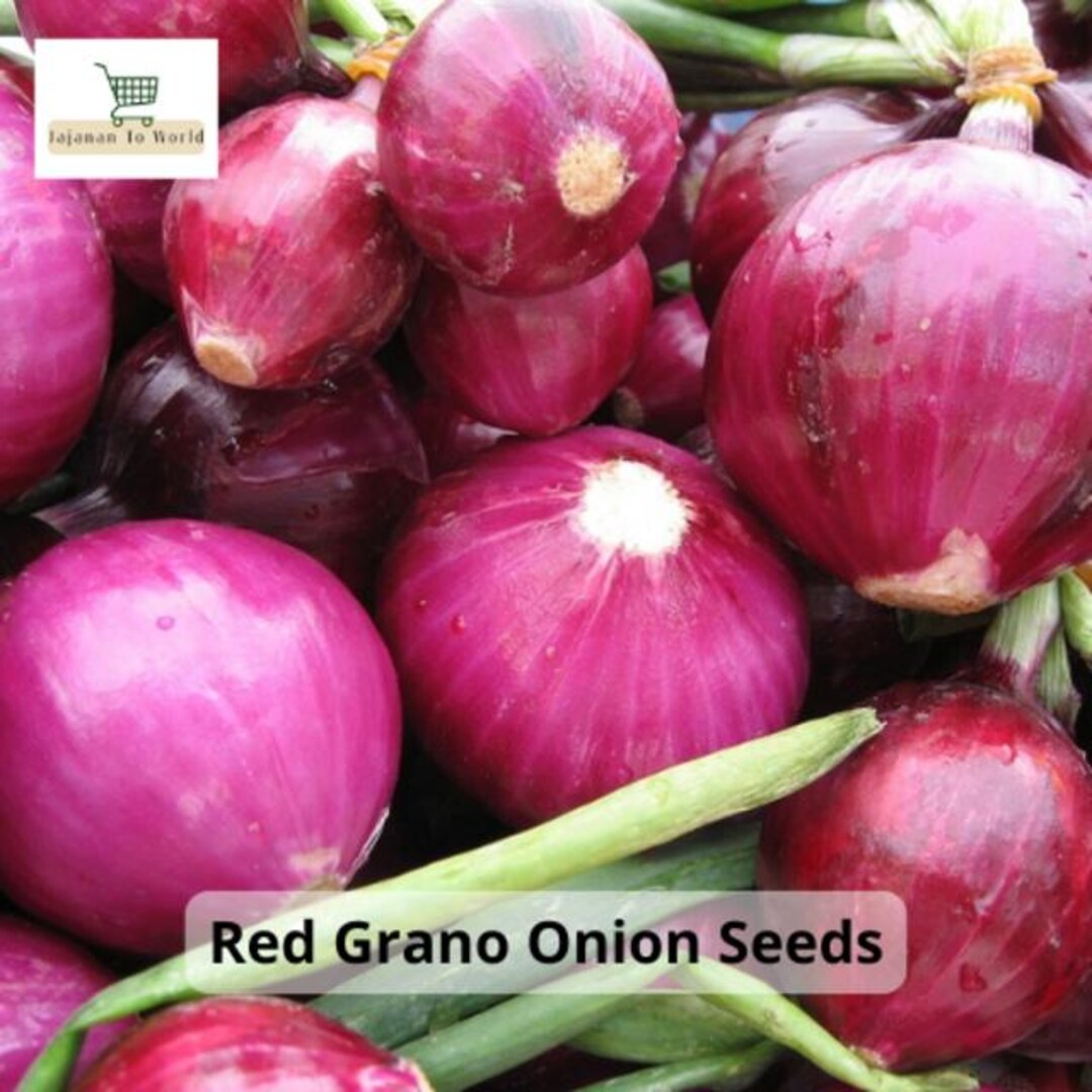 Red Grano Onion Seeds Allium Cepa: Sweet Mild Heirloom Bulb | Non-gmo ...