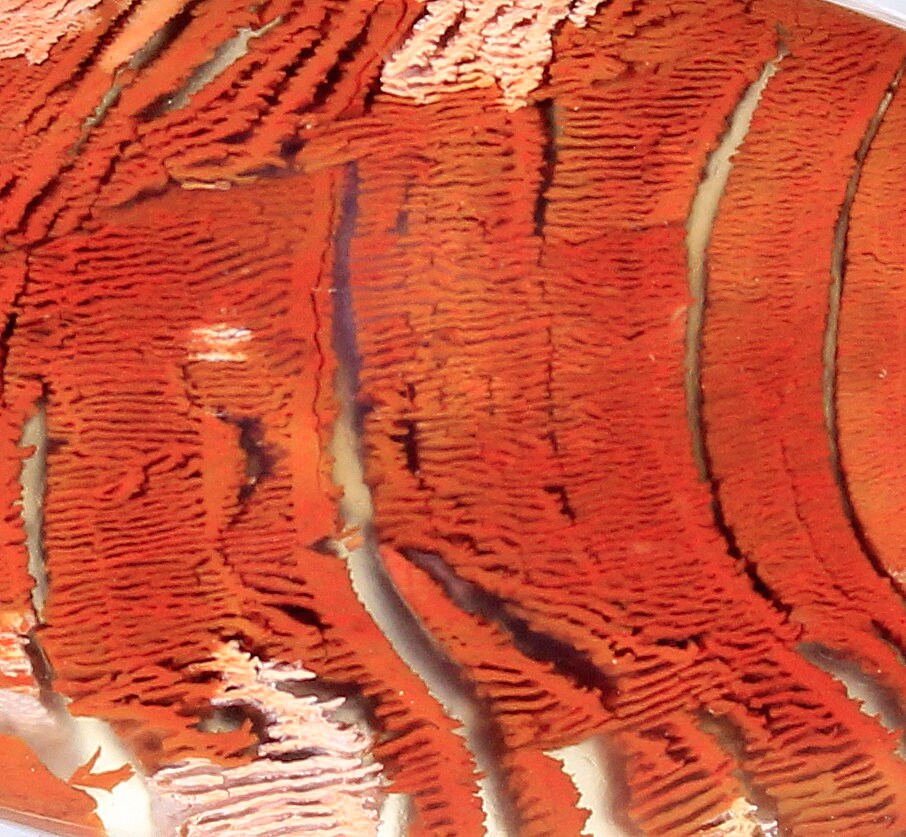 Rare Red Howardite Designer Cut Cabochon, Designer Cabochons