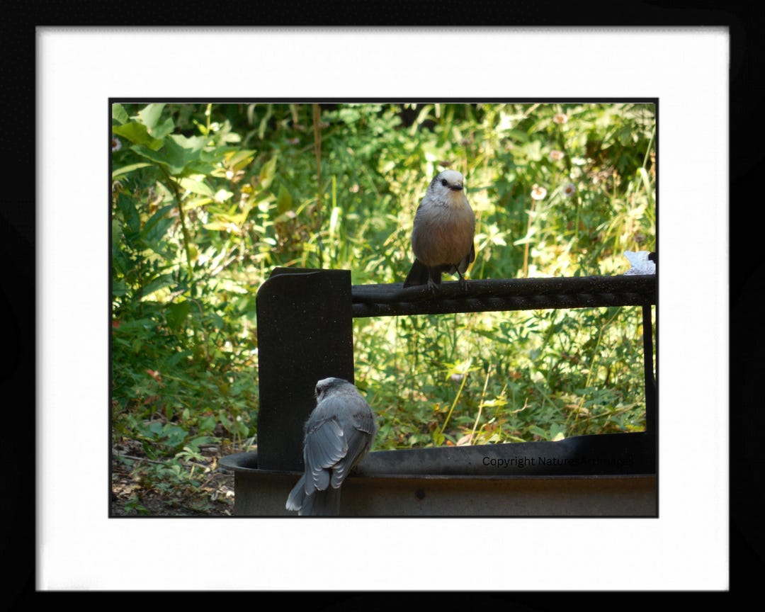 Grey Jay Camp Robbers Whimsical Photo: Photography Print Digital ...