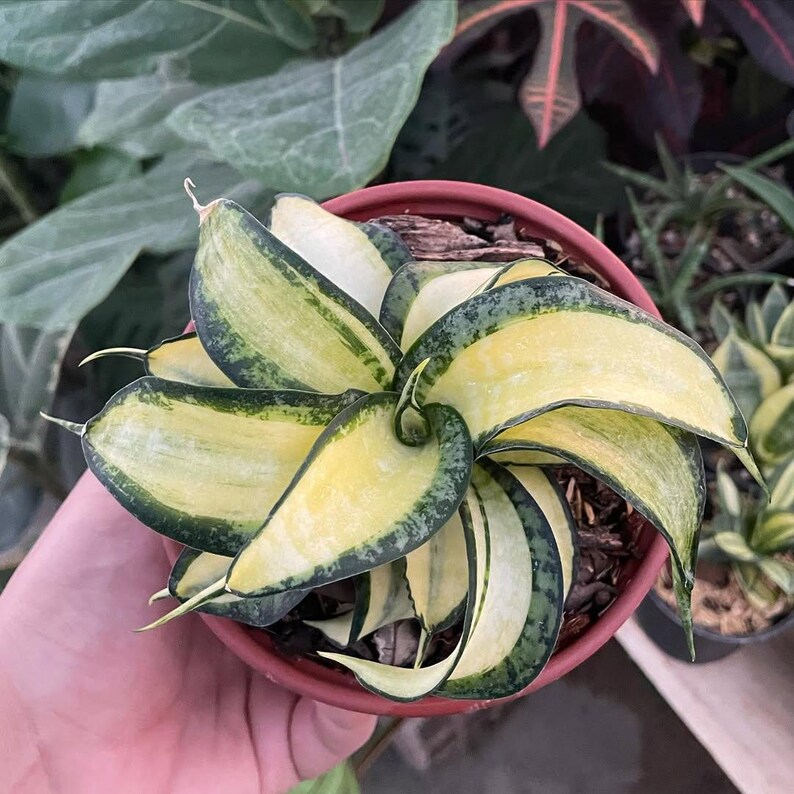 Sansevieria Golden Wendy Mutation Plant – Aroid Tropical Houseplant ...