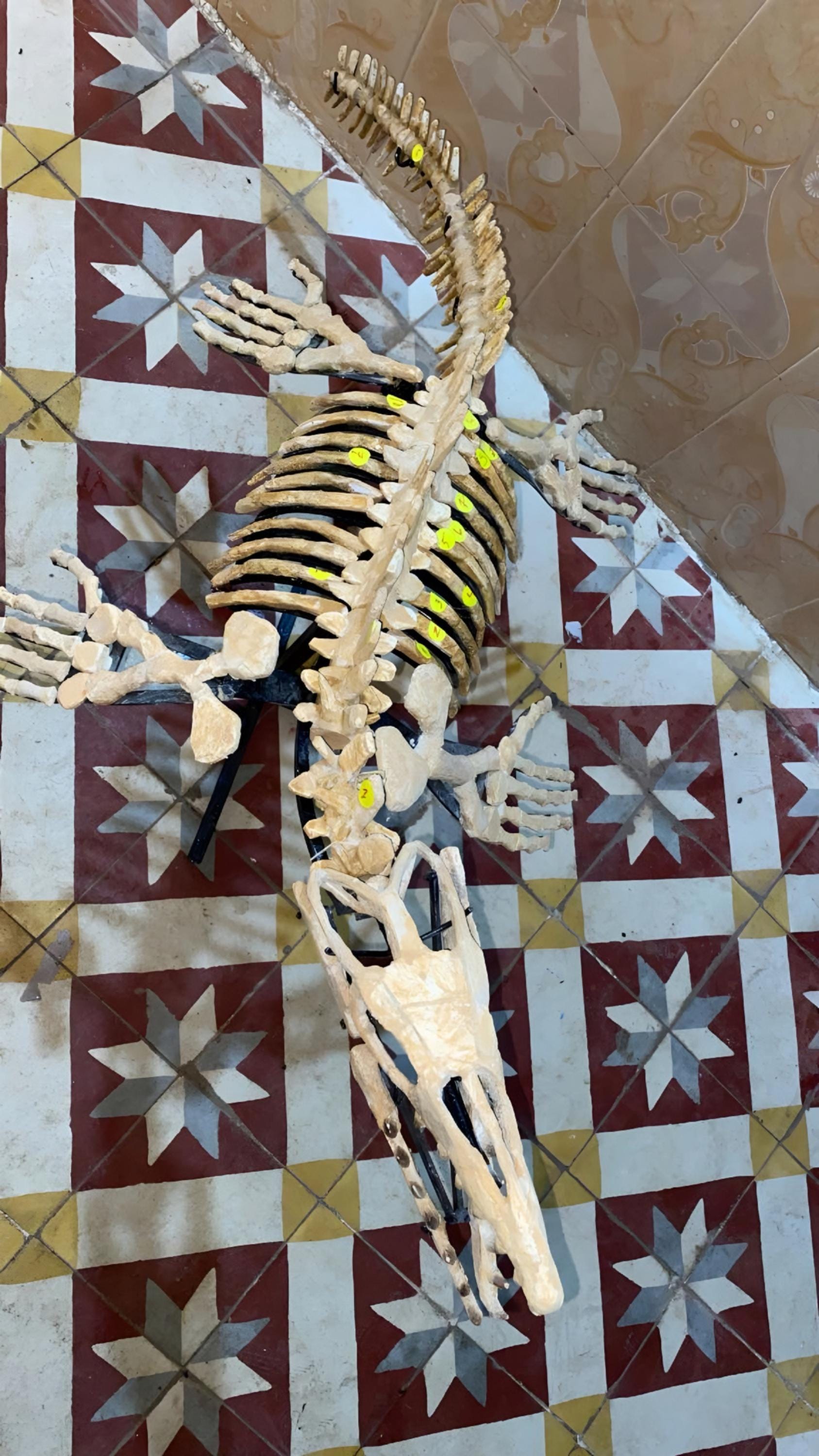 Rare Mosasaur Skeleton - Etsy