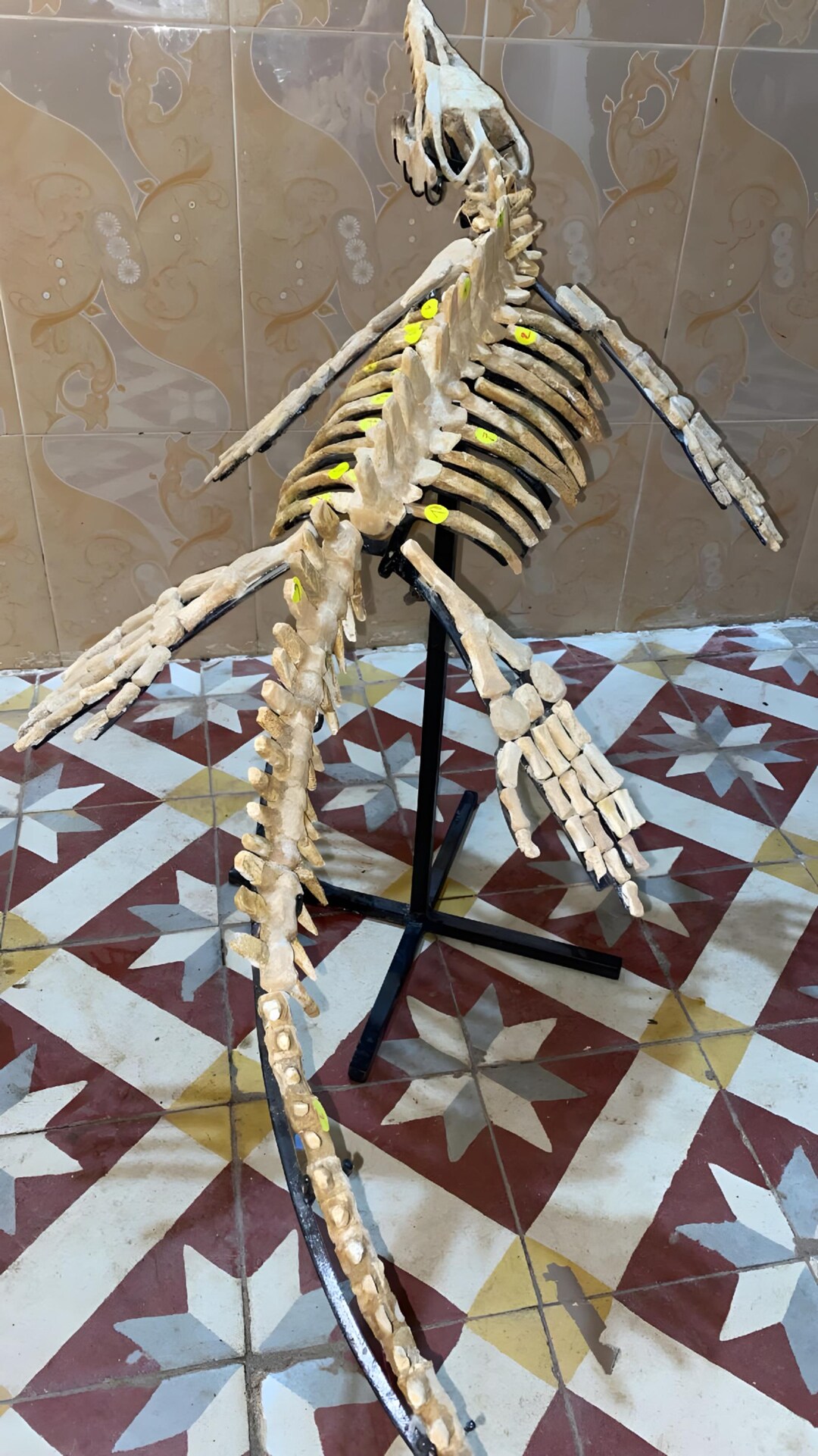 Rare Mosasaur Skeleton - Etsy