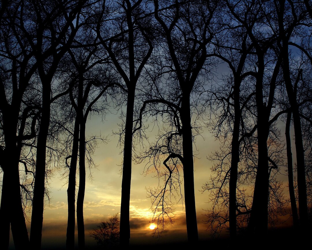 Photograph of Crazy Wild Seneca Lake Trees - Etsy