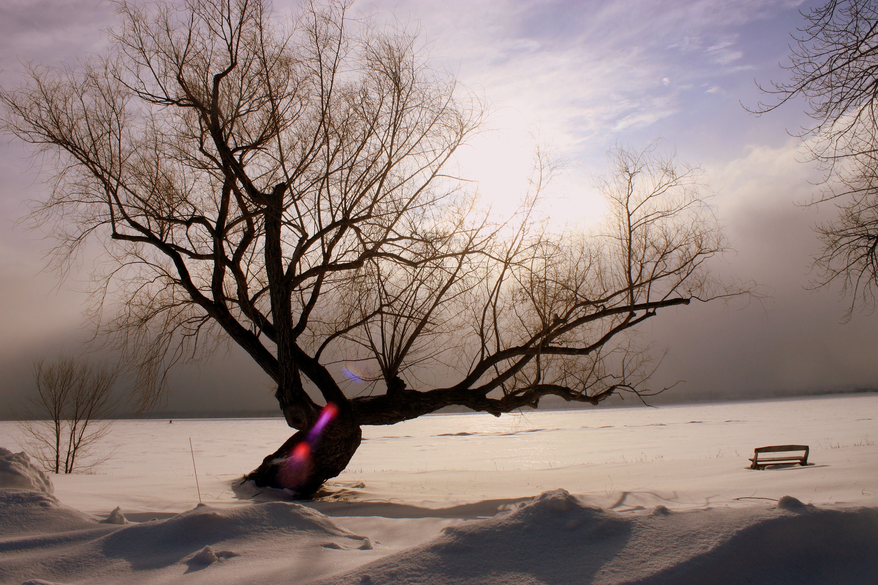 Seneca Lake Tree in Winter Photograph - Etsy