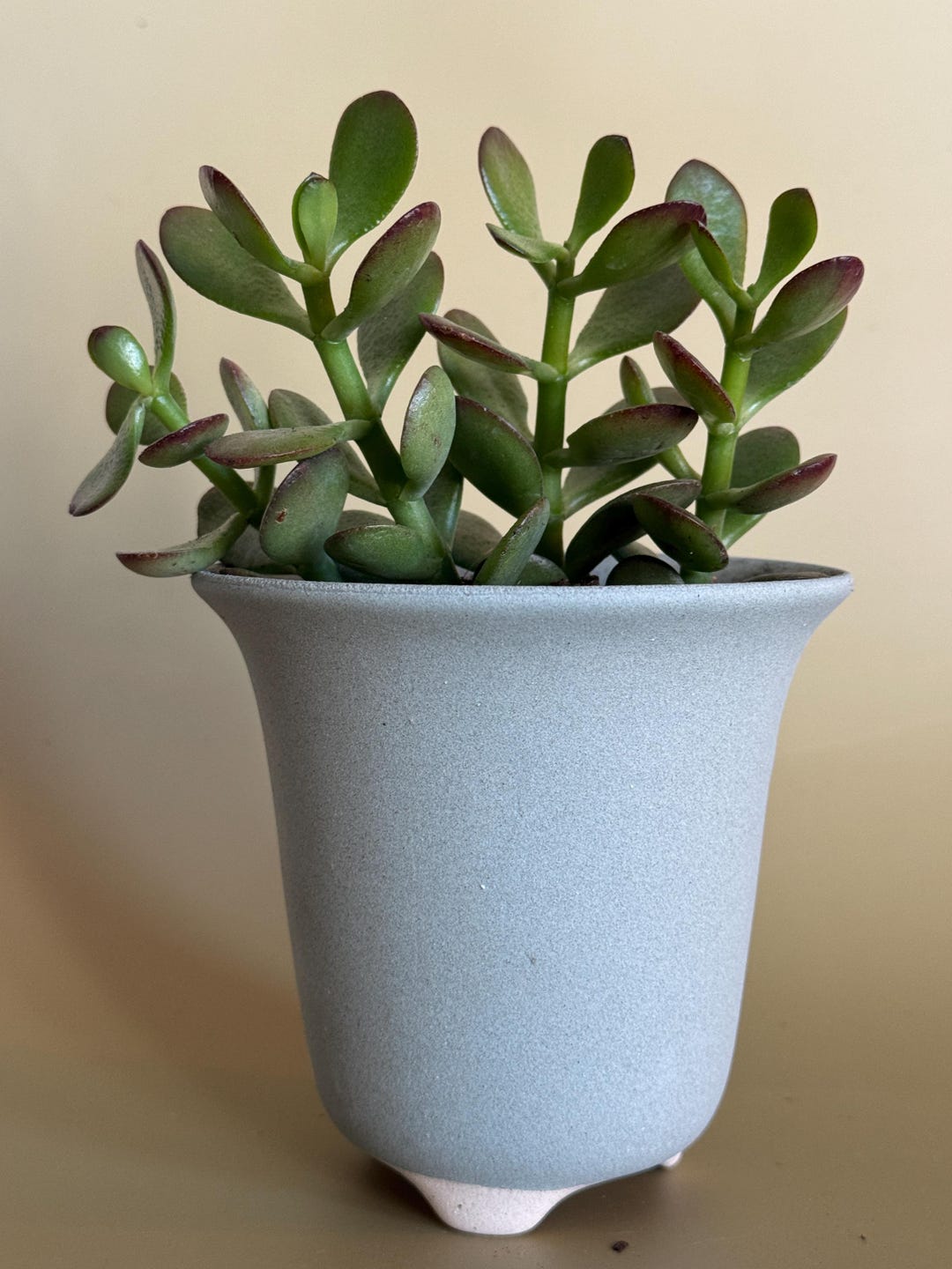 Baby Jade Plant in Slate Blue Footed Pot - Etsy