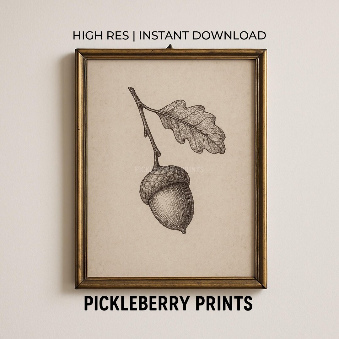 Vintage Acorn Sketch Print, Botanical Oak Tree Ink Drawing Fall ...