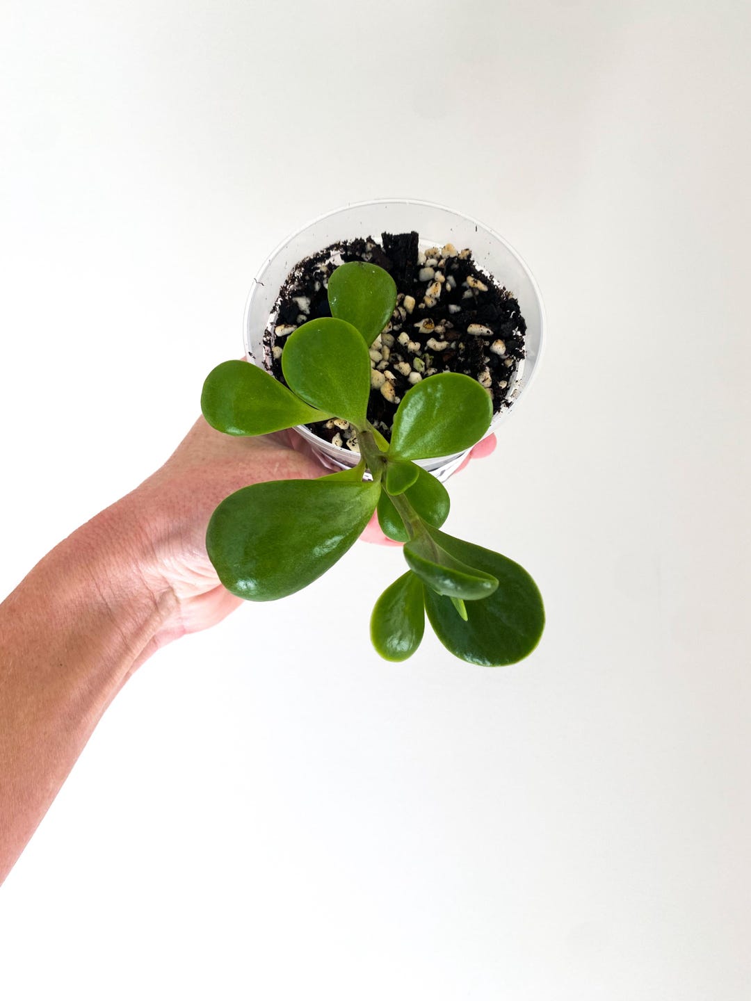Trailing Jade - Houseplant - Live Plant - Fully Rooted Starter Plant ...