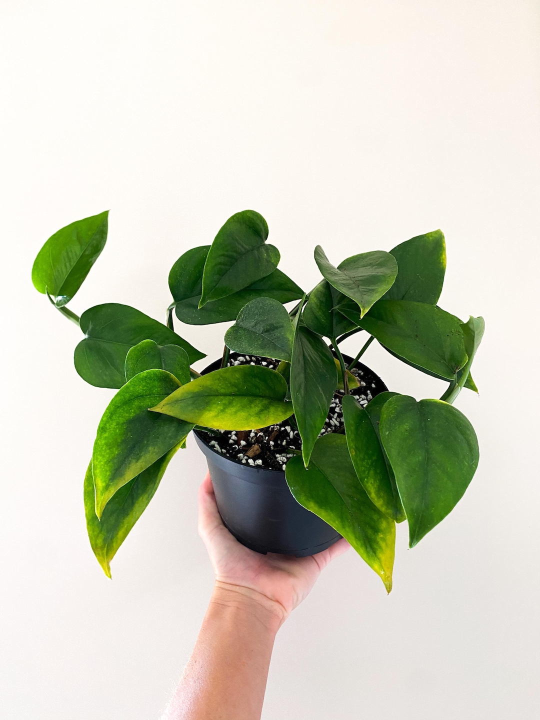 Pothos Green Queen - Uncommon Houseplant - Live Plant - Fully Rooted ...