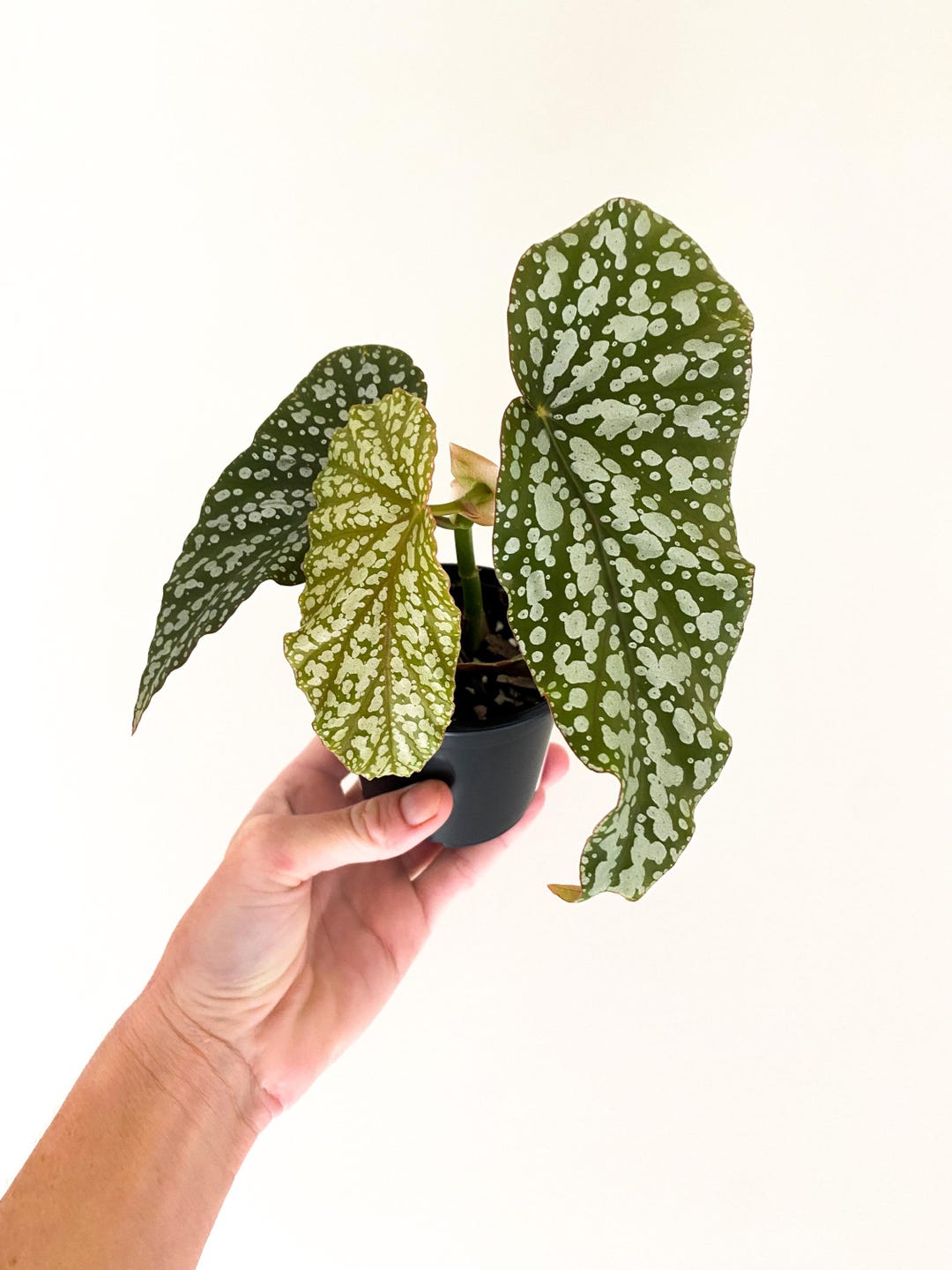 Begonia Maculata Angel Wing - Houseplant - Live Plant - Fully Rooted ...
