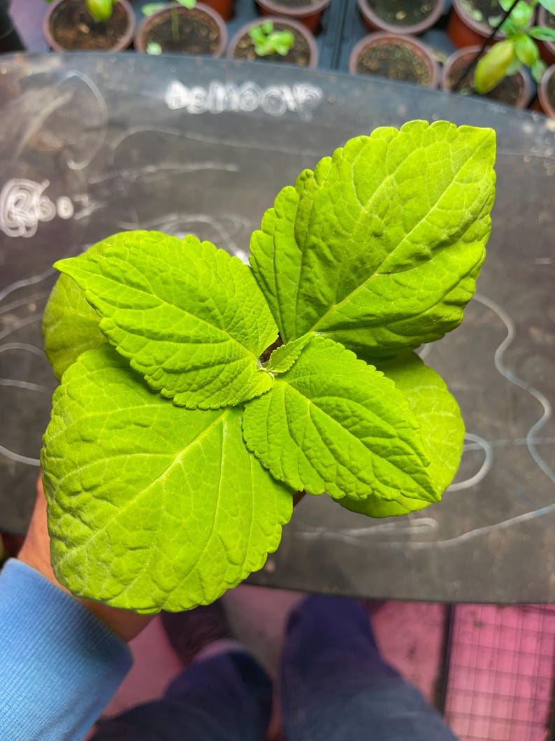 Kong Coleus Plant Variety #4 - Etsy