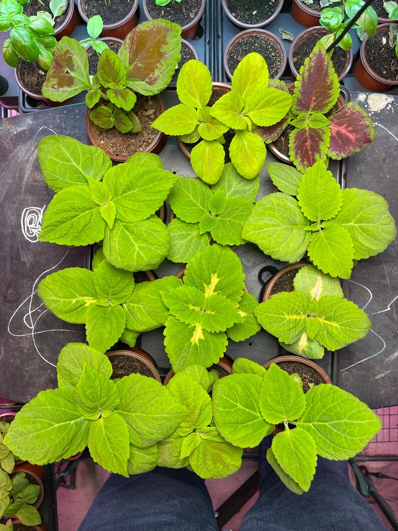 Kong Coleus Plant Variety #4 - Etsy