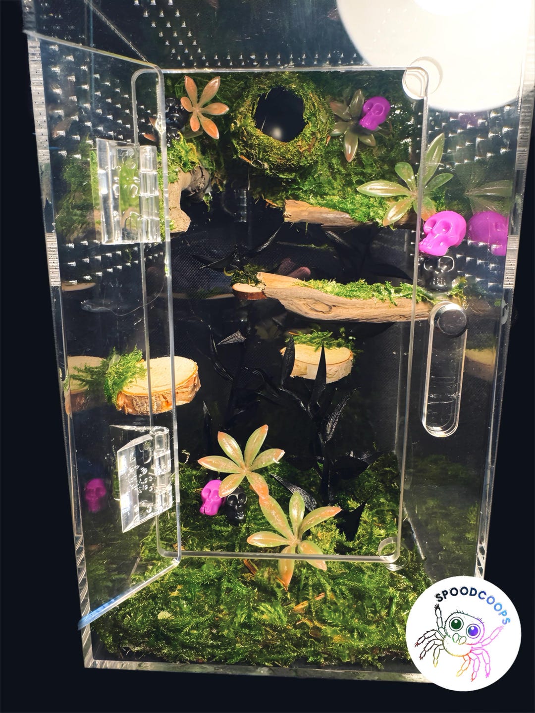 Pre Made Jumping Spider Enclosure Gothic Theme 5x5x9 Acrylic Terrarium ...
