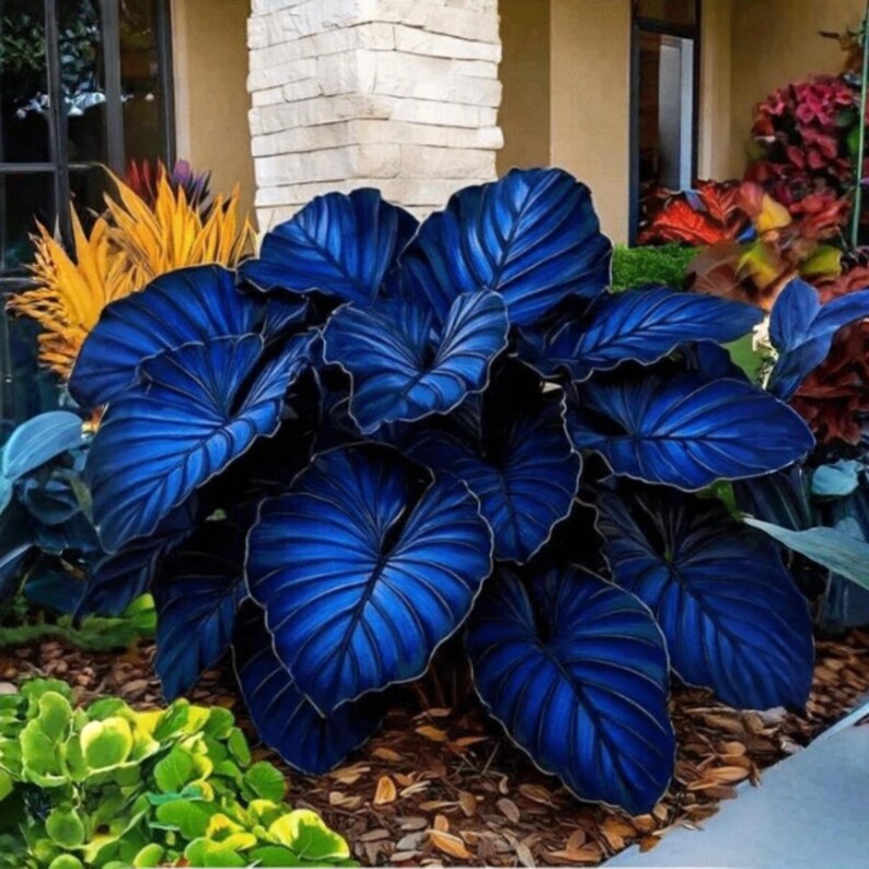 100 Caladium Hosta Seeds | Ornamental Shade Plant | Colorful Foliage ...