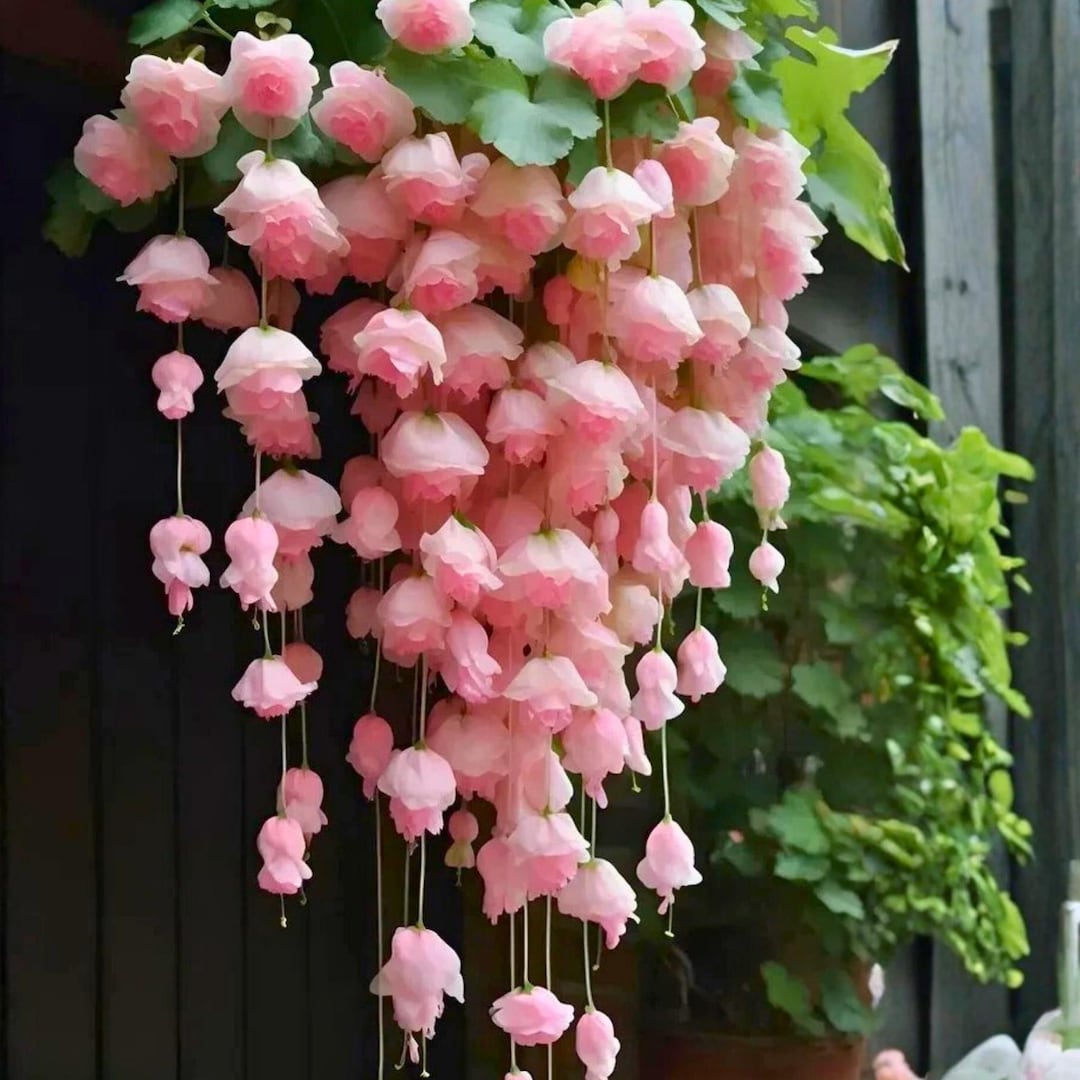 25 Light Pink Weeping Begonia Seeds – Elegant Cascading Begonia Flower ...