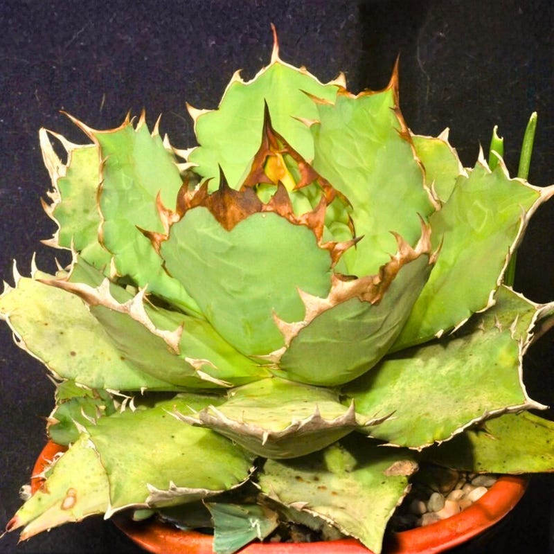 Agave Seeds - Etsy