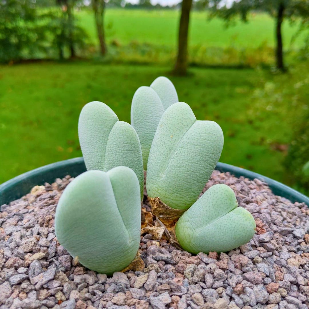 Cheiridopsis Pillansii – Rare Living Stones Succulent Seeds, Exotic ...