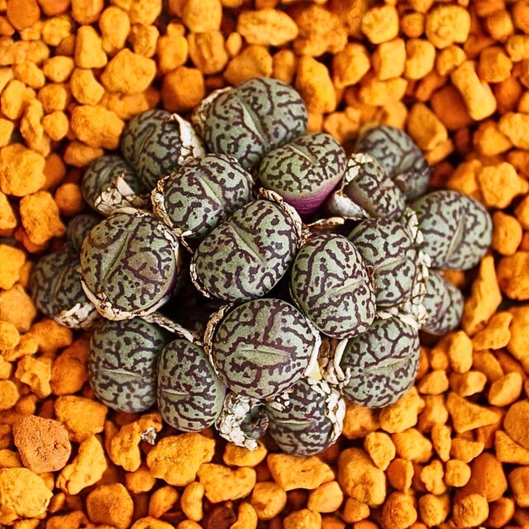 Conophytum Minimum Wittebergense – Rare Living Stone Mesemb Succulent ...