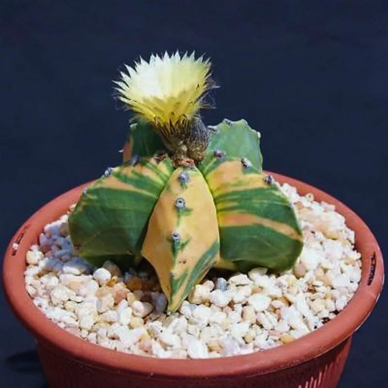 Astrophytum Seeds - Etsy