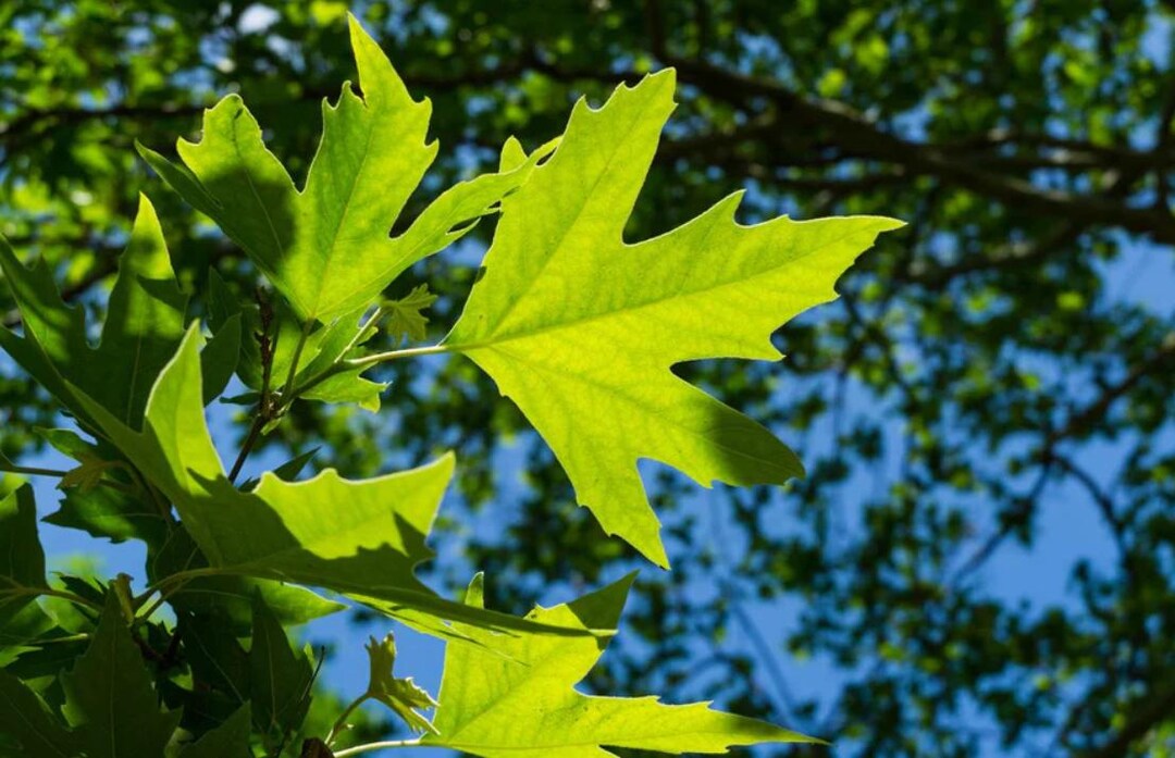 Set of 5 Sycamore Live Plants - Native Seedlings 1-2 Ft Tall - Bareroot ...