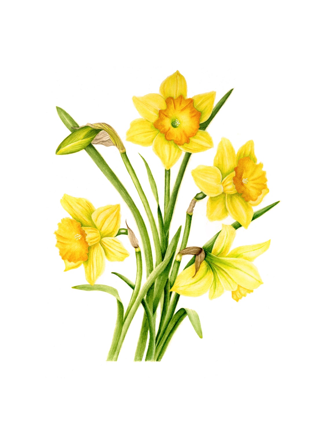 A Bunch of Daffodils - Note Card - Etsy
