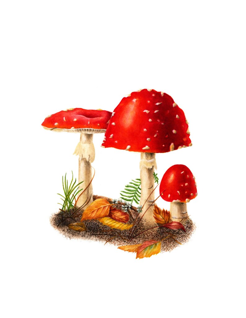 Red Mushrooms - Amanita Muscaria, Watercolor Painting - Etsy