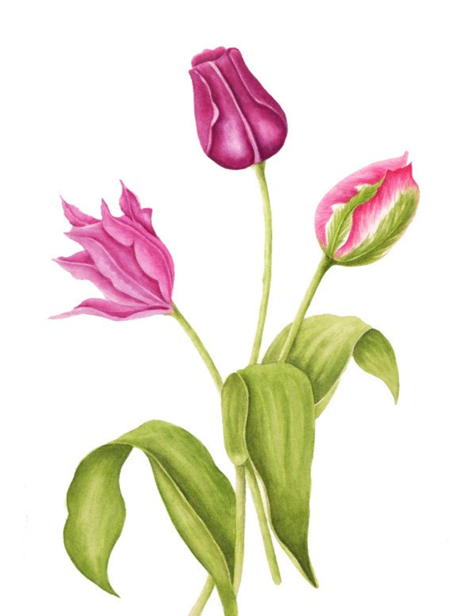 Spring Tulips - Watercolor Painting - Etsy