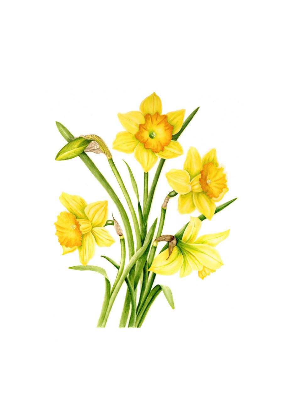 A Welcome Sign of Spring, a Bunch of Daffodils - Watercolor Painting - Etsy