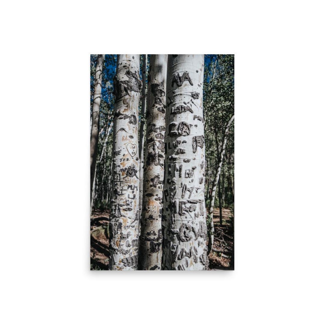 Colorado Aspen Carvings – Nature Photography Print, Rustic Mountain ...