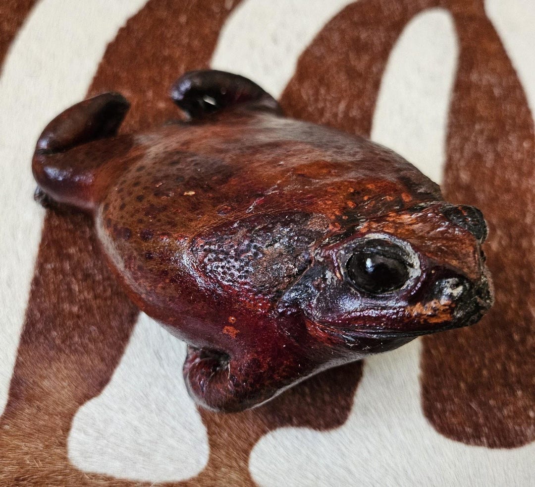 Vintage 60s Taxidermy Leather Bullfrog Folk Art Life Size Rare ...