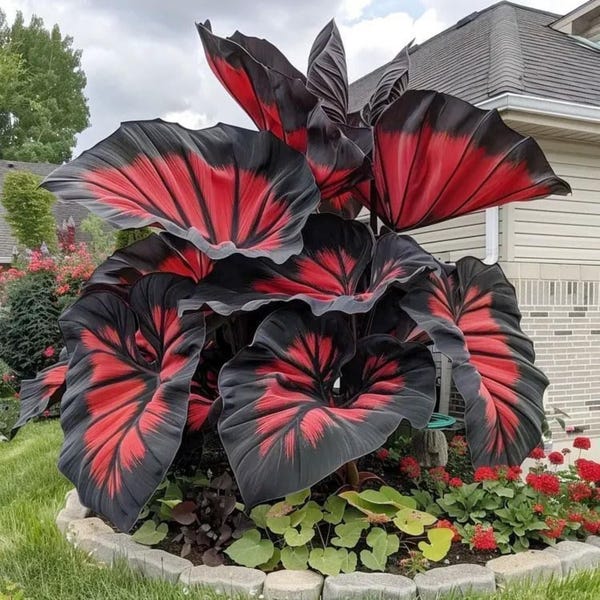 Black and Red Hosta Plants - Etsy
