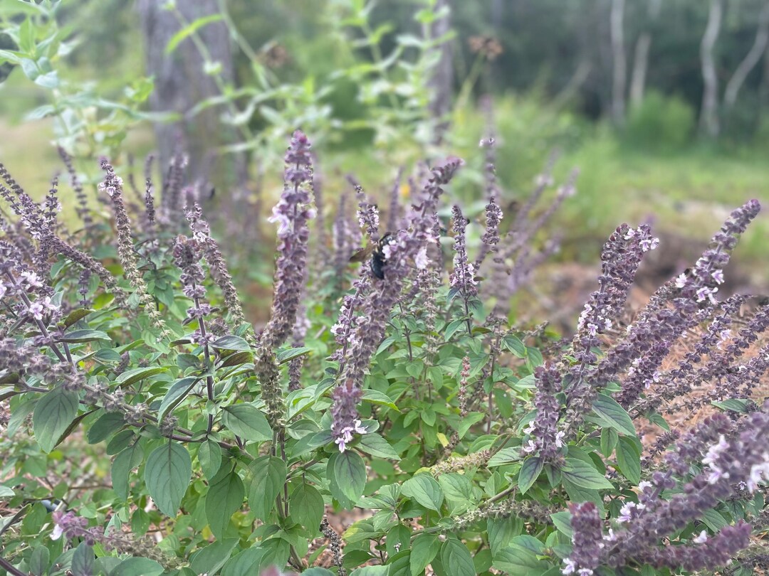 African Blue Basil - Live Plants - Etsy