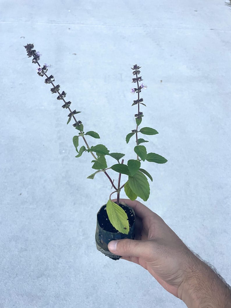 African Blue Basil - Live Plants **spring Preorder** - Etsy