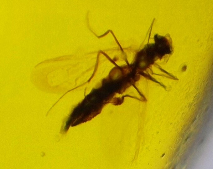 Charming Design Real Natural Dominican Amber Flying Insect Bug Fossil ...