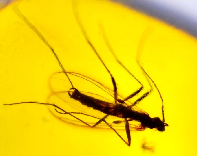 Real Natural Dominican Amber Flying Insect Flies Bug Fossil 24mm - Etsy