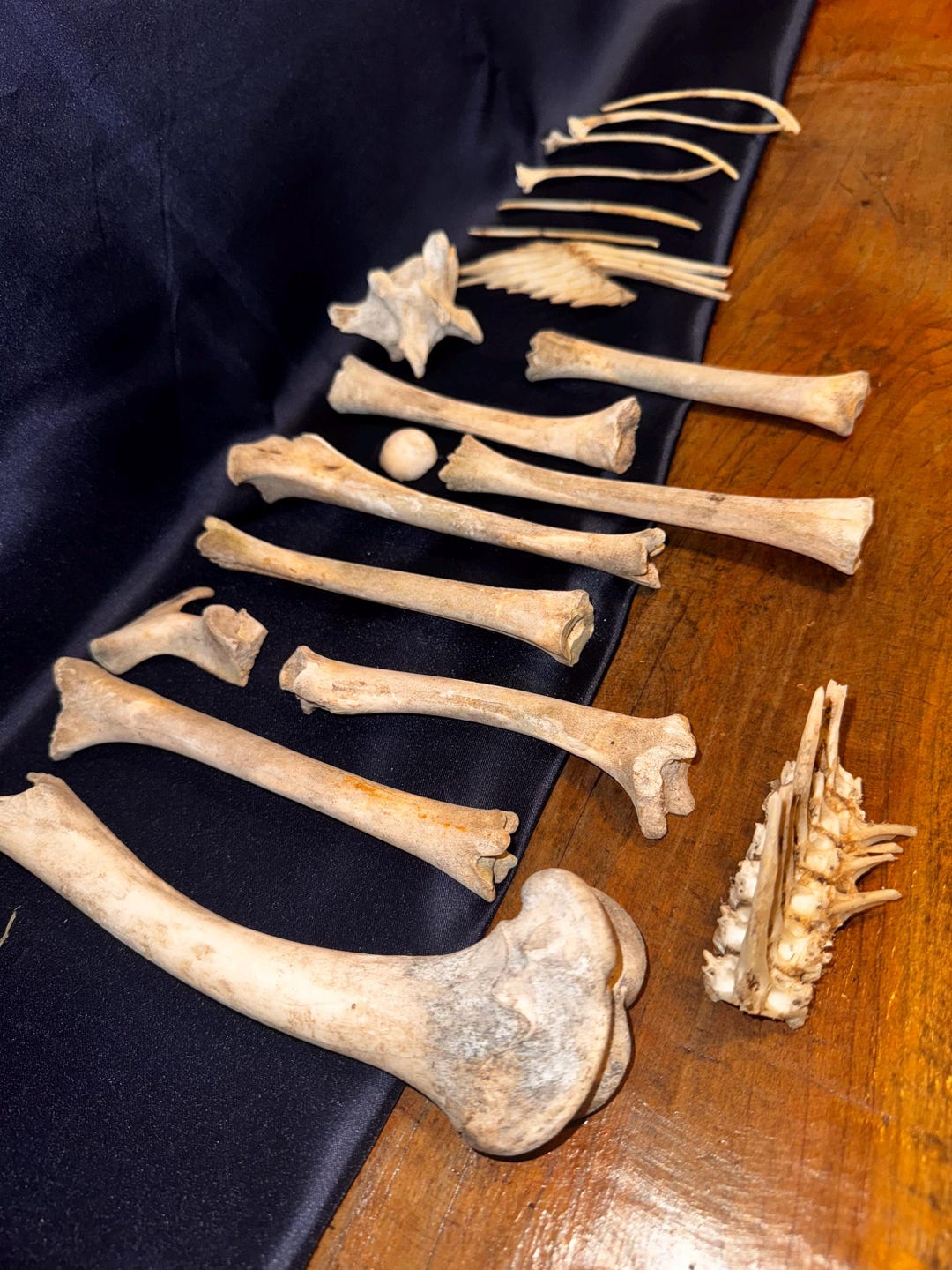 Small Random Bones - Etsy