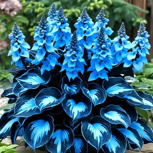 Blue and Black Hostas - Etsy