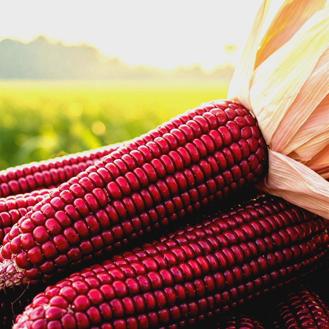 100+ STRAWBERRY Rare Ruby Corn Seeds Red Heirloom NON-GMO Popcorn - Etsy