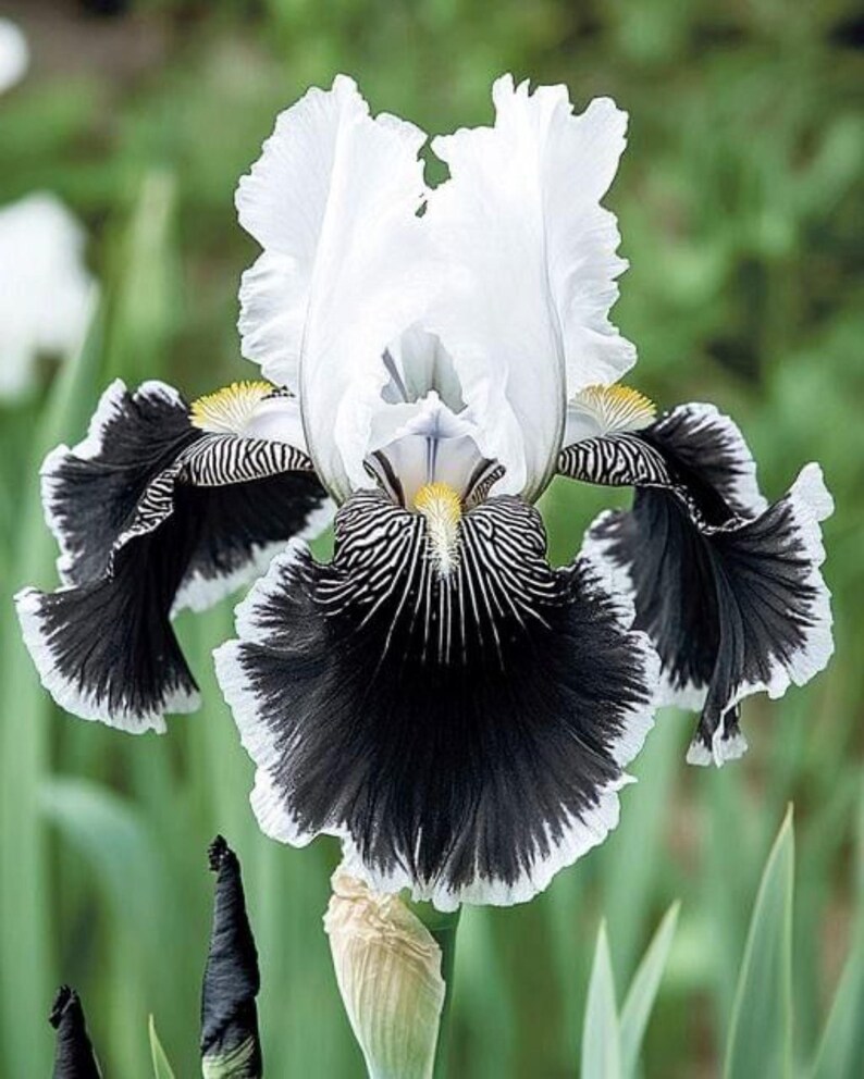 35 Black & White Iris Seeds Rare Striking Bicolor Perennial Flower for ...