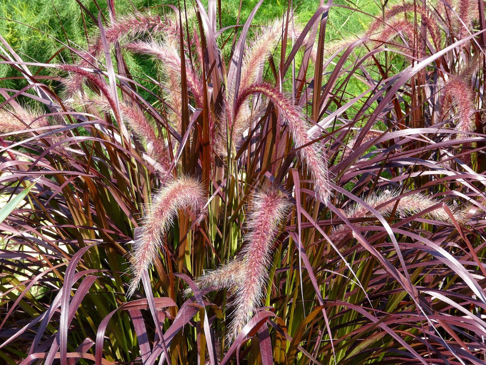 Pennisetum Setaceum 'rubrum' Purple Fountain Grass | Etsy Australia