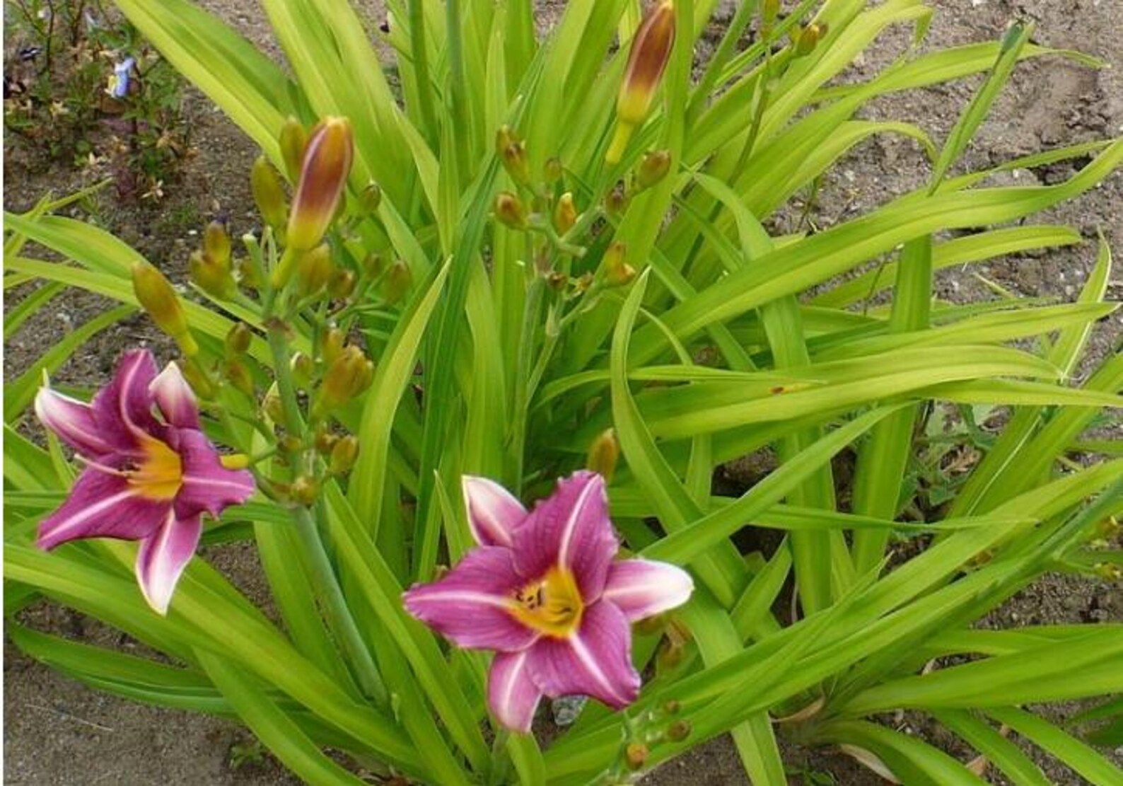 Daylily 'mary Reed' Raspberry Pink 2.5" Blooms on 24" Scapes - Etsy