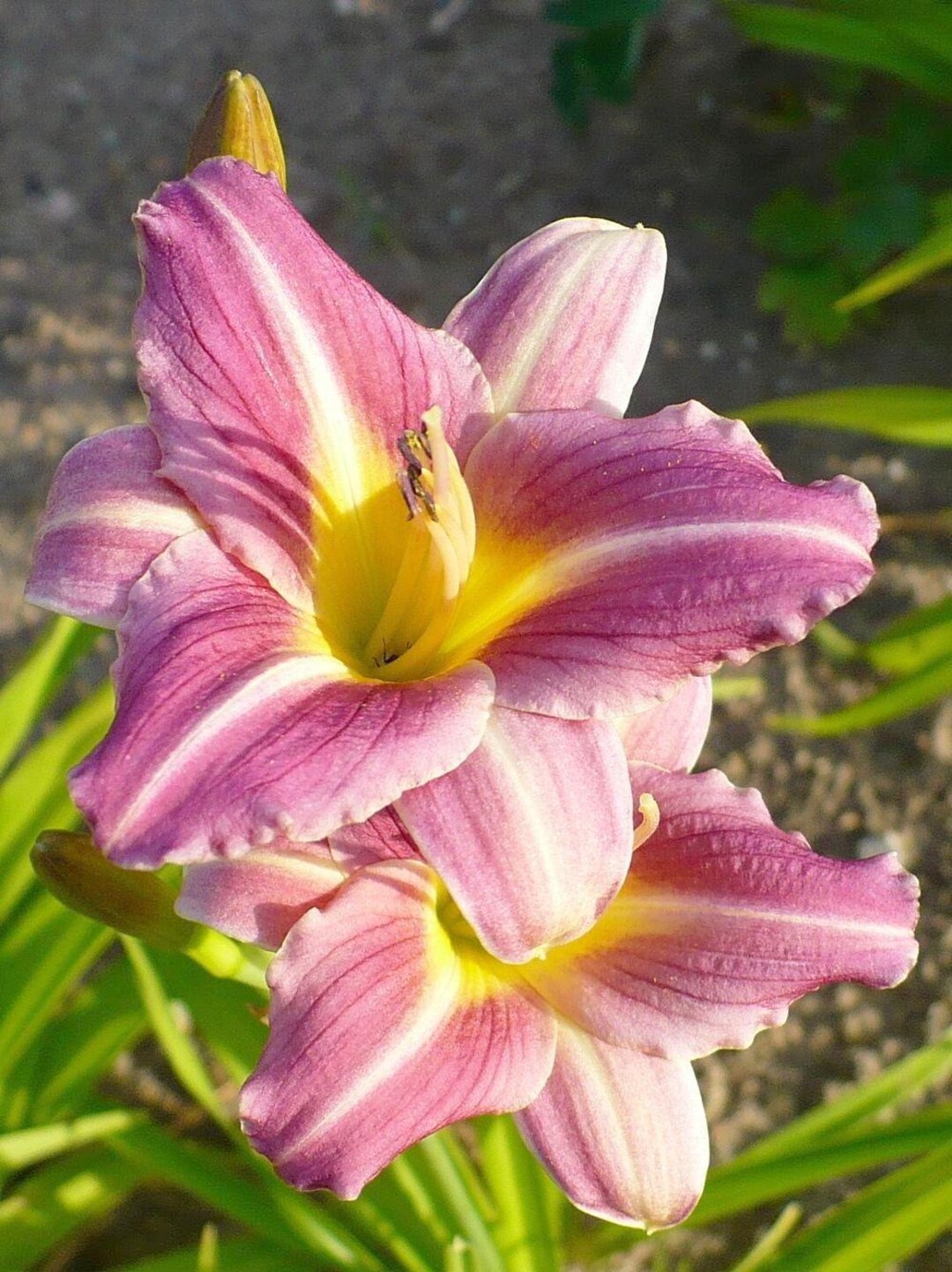 Daylily 'mary Reed' Raspberry Pink 2.5" Blooms on 24" Scapes - Etsy