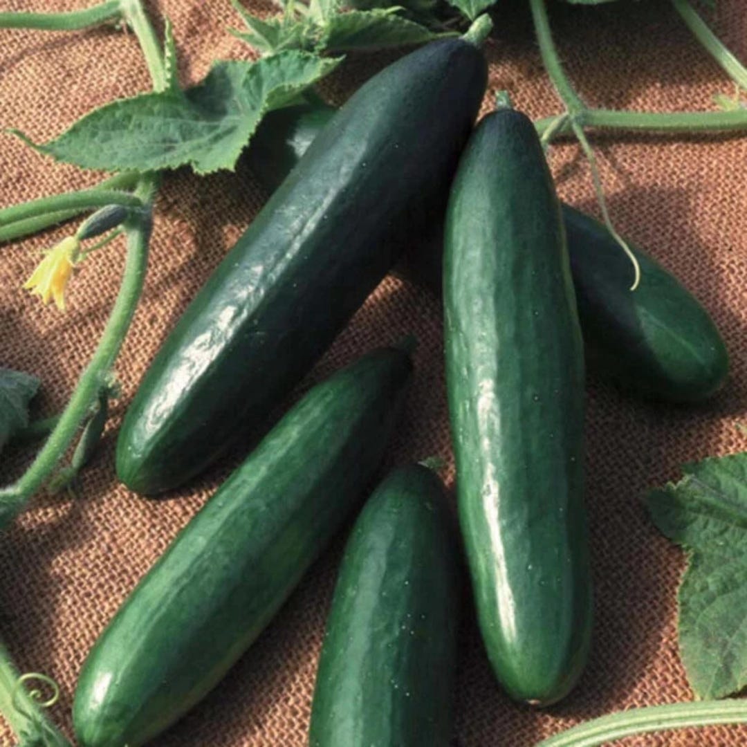 Diva Cucumber Seeds – Hybrid AAS Winner - Etsy