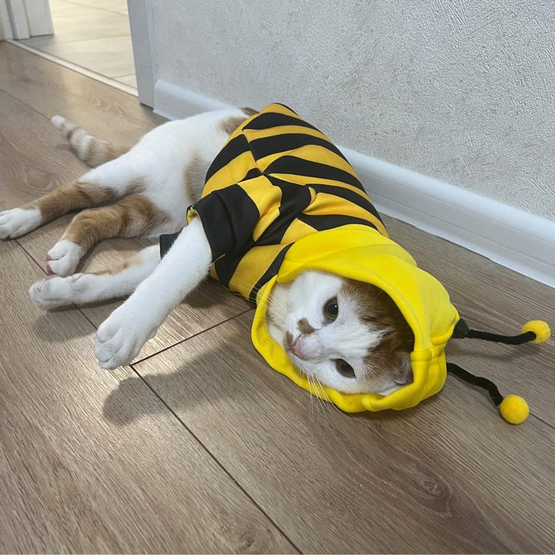 Kitten Bee Costume - Etsy