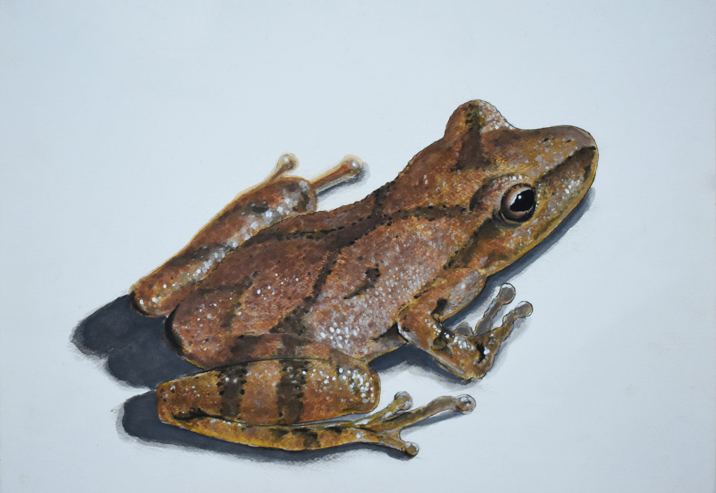 Original Spring Peeper Frog Watercolor Painting - Etsy